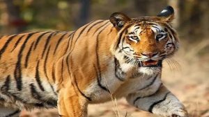 Tiger captured crossing road in Odisha’s Ganjam, video goes viral ...